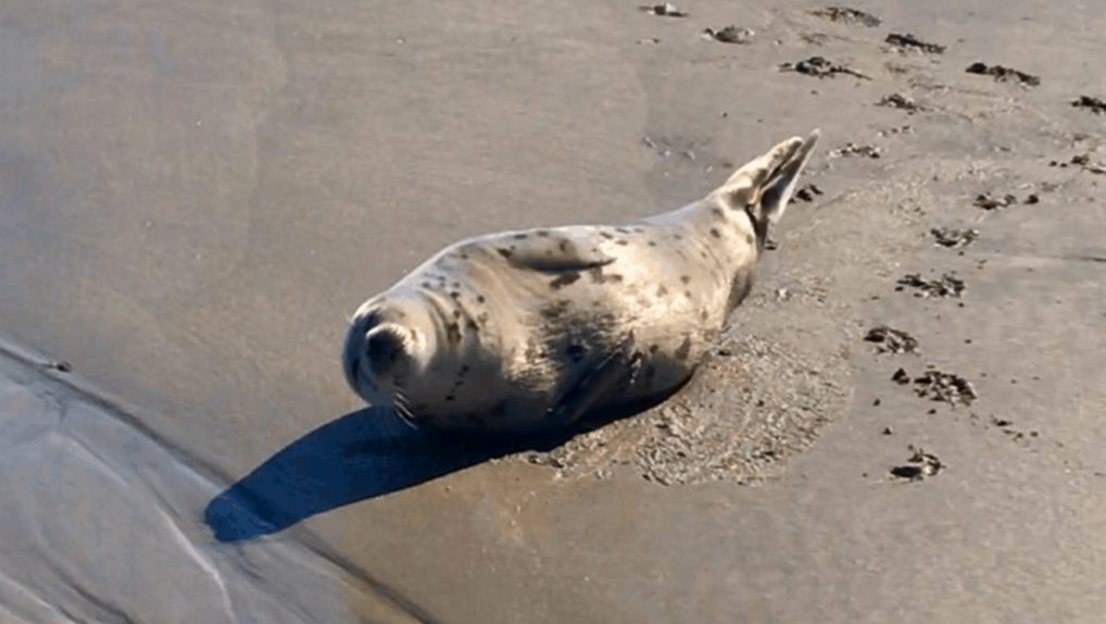 This Is Why We Are Seeing Many Seals On The NJ Beaches - Wildwood Video ...