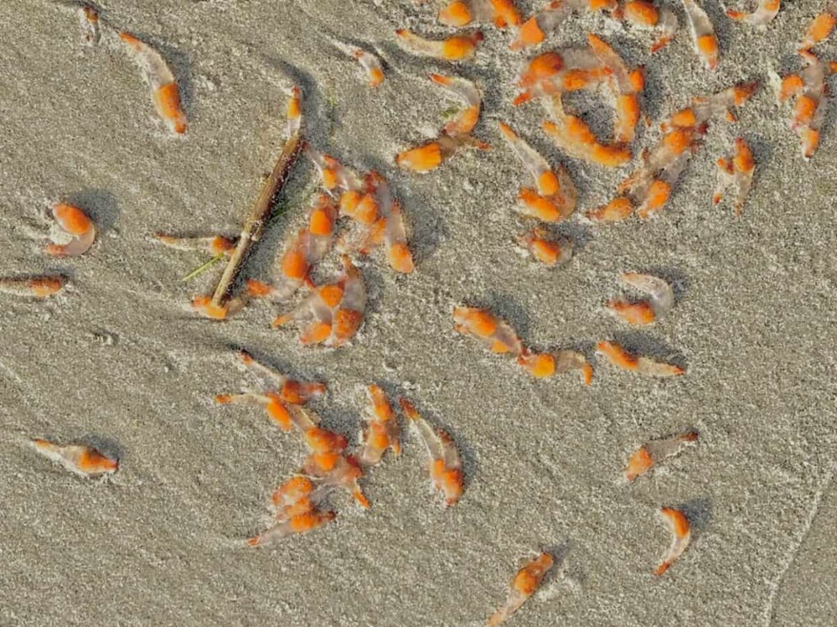 Clione Limacina Found On The Wildwood Beaches - Wildwood Video Archive