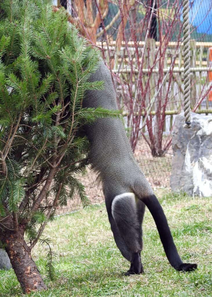 Cape May Zoo Animals Playing With Christmas Trees - Wildwood Video Archive