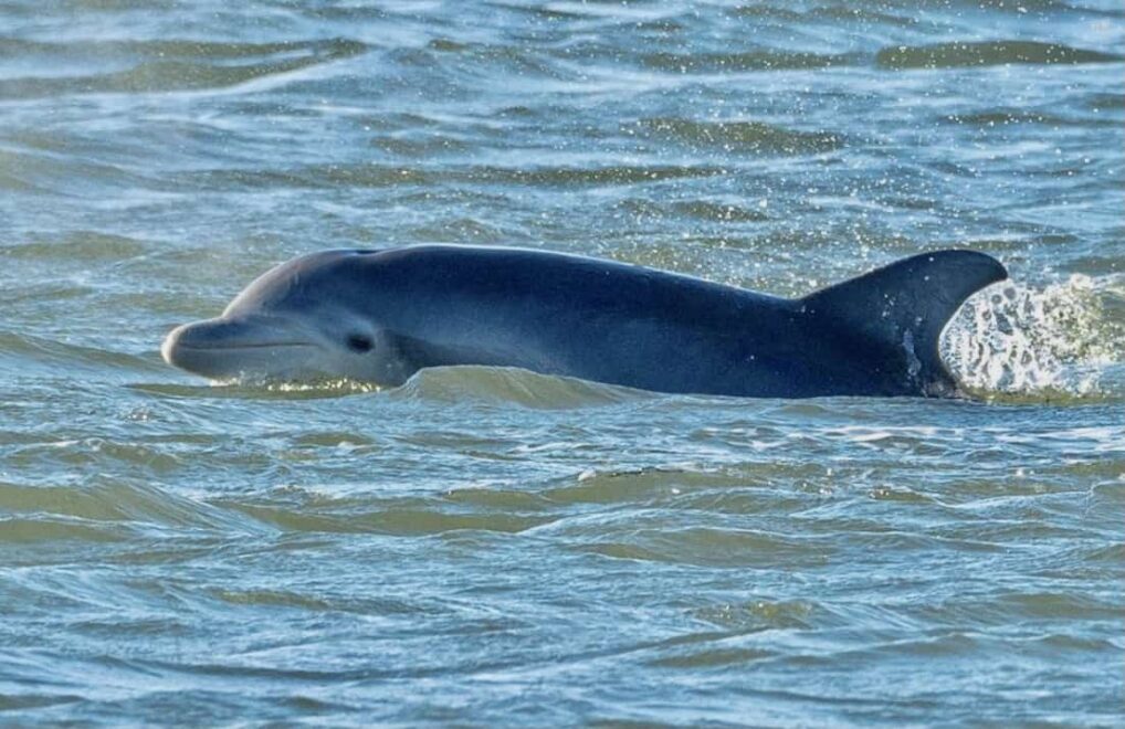 Where do the Cape May Dolphins Go In The Winter? - Wildwood Video Archive