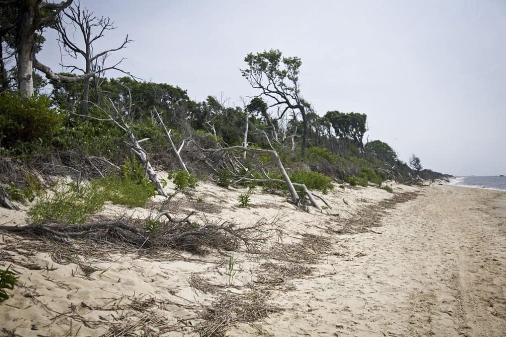 Cape May's Higbee Beach To Be Restored - Wildwood Video Archive