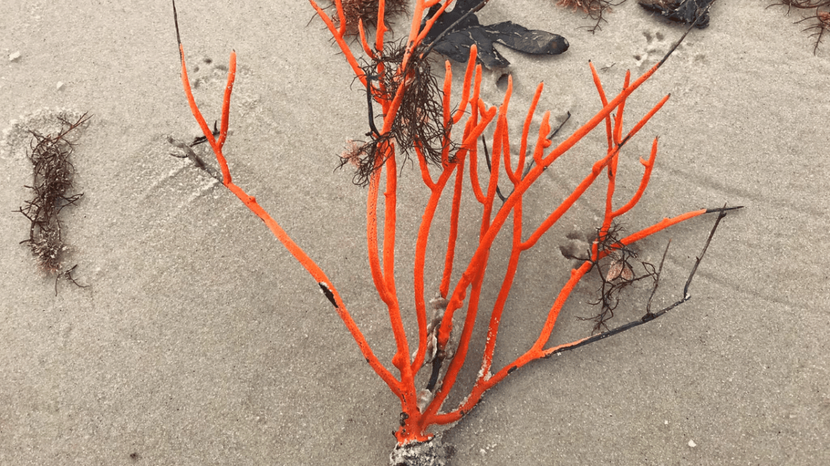 Strange Orange Object Found On Cape May Beach - Wildwood Video Archive