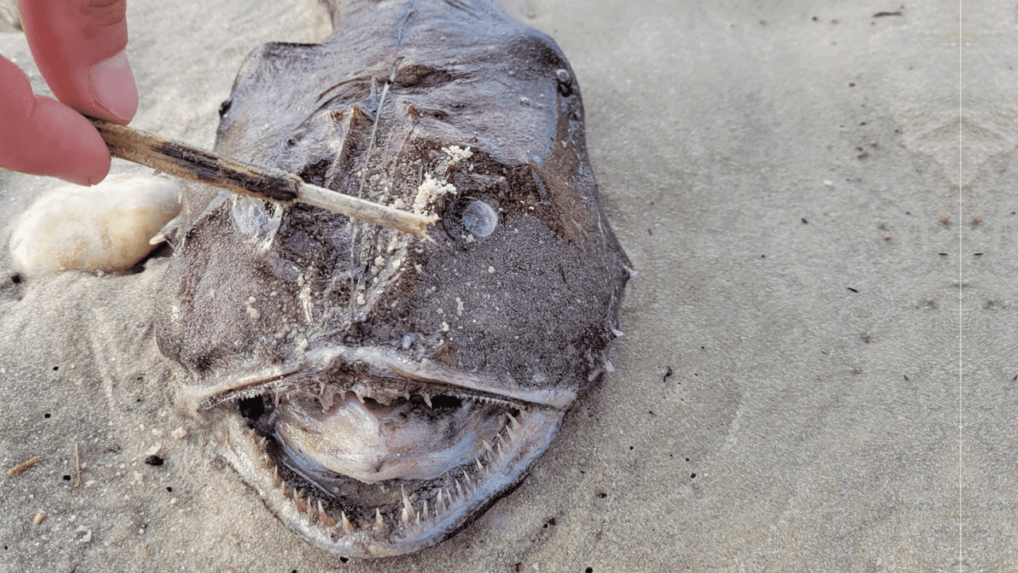 Answering, What Is This Fish? - A Monkfish - Wildwood Video Archive