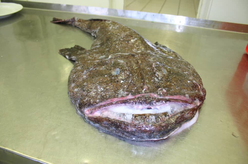 Answering, What Is This Fish? - A Monkfish - Wildwood Video Archive