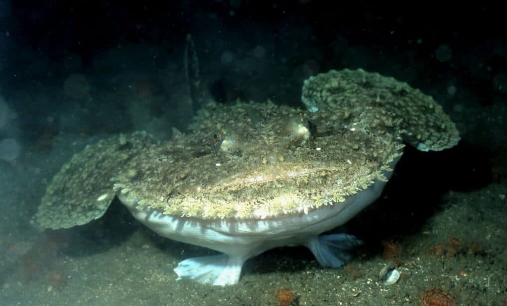 Answering, What Is This Fish? - A Monkfish - Wildwood Video Archive