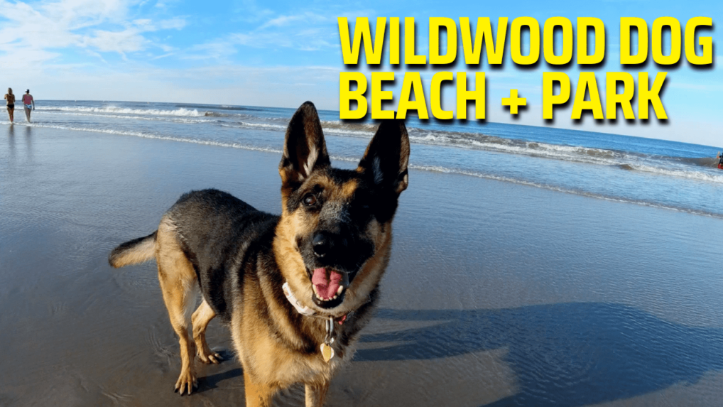 Exploring The Wildwood Dog Beach + Park - Wildwood Video Archive