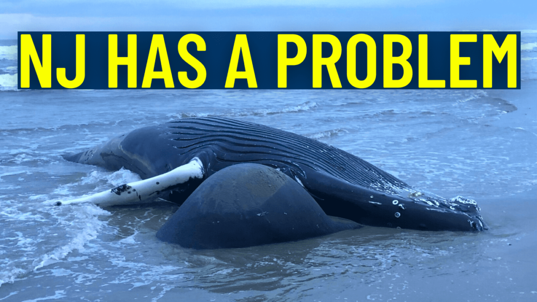 New Jersey Has A Dead Whale Problem - Wildwood Video Archive