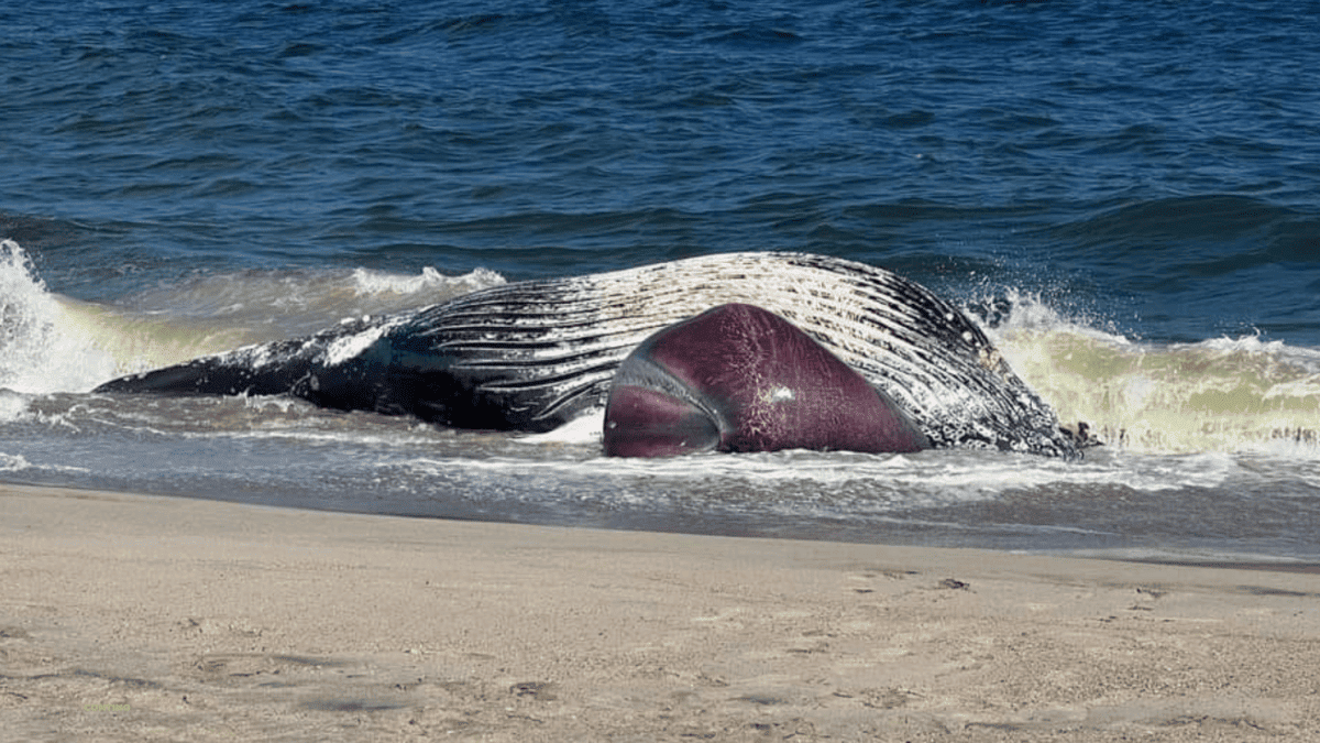Another Humpback Whale Washes Ashore in New Jersey - Wildwood Video Archive