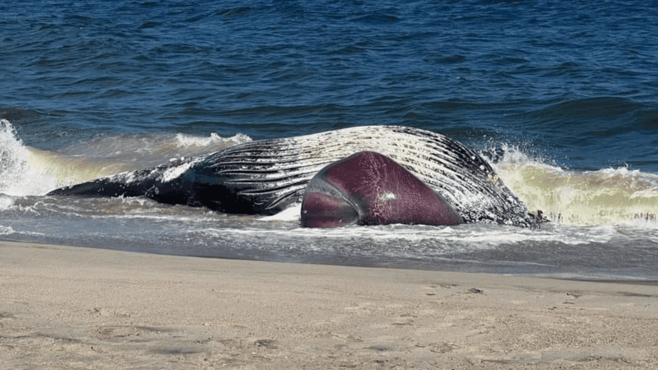 Another Humpback Whale Washes Ashore in New Jersey - Wildwood Video Archive
