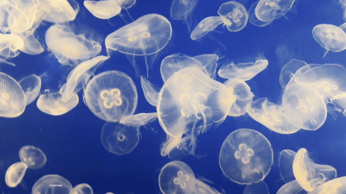 Jellyfish Season is Here! - Wildwood Video Archive