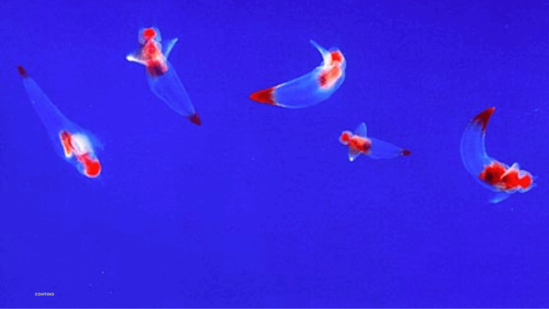 Sea Angels Are in New Jersey - Wildwood Video Archive