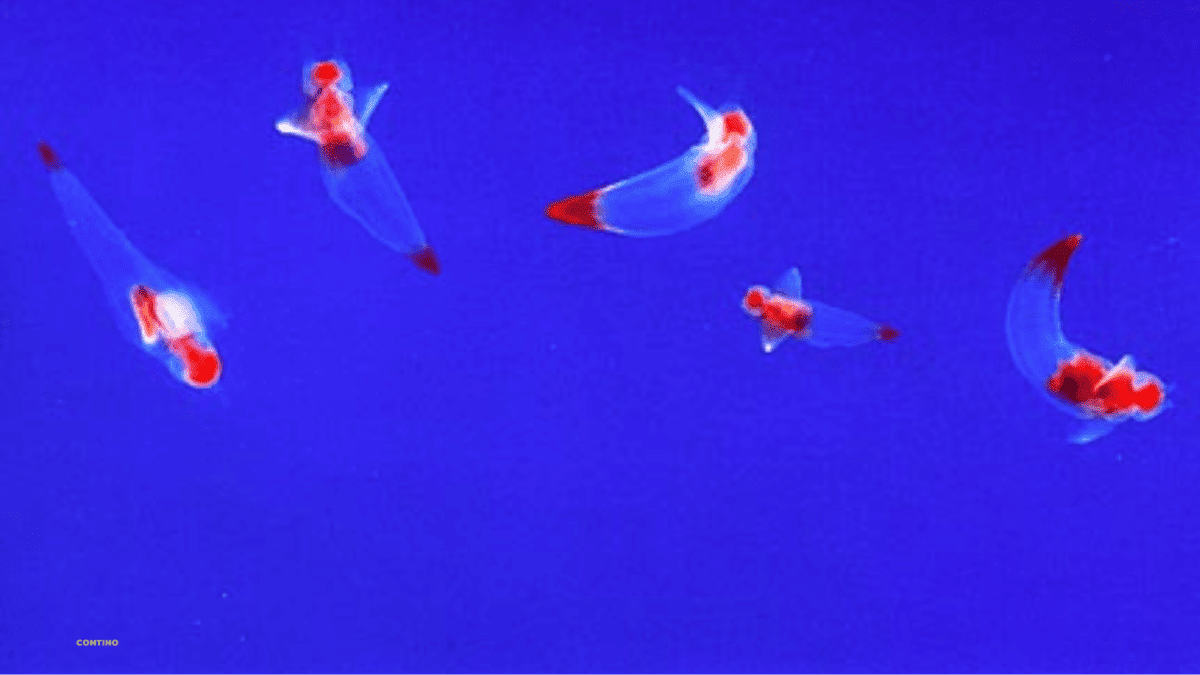 Sea Angels Are in New Jersey - Wildwood Video Archive
