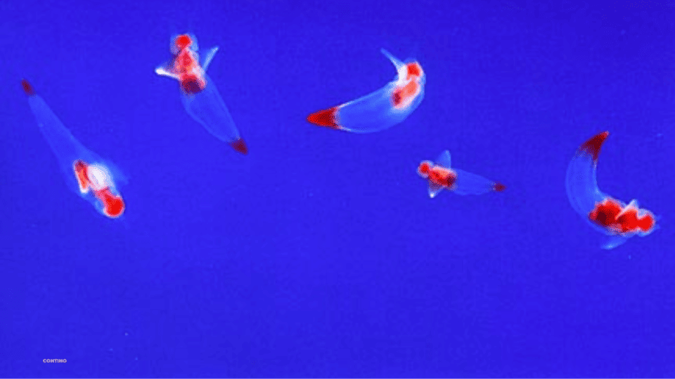 Sea Angels Are in New Jersey - Wildwood Video Archive