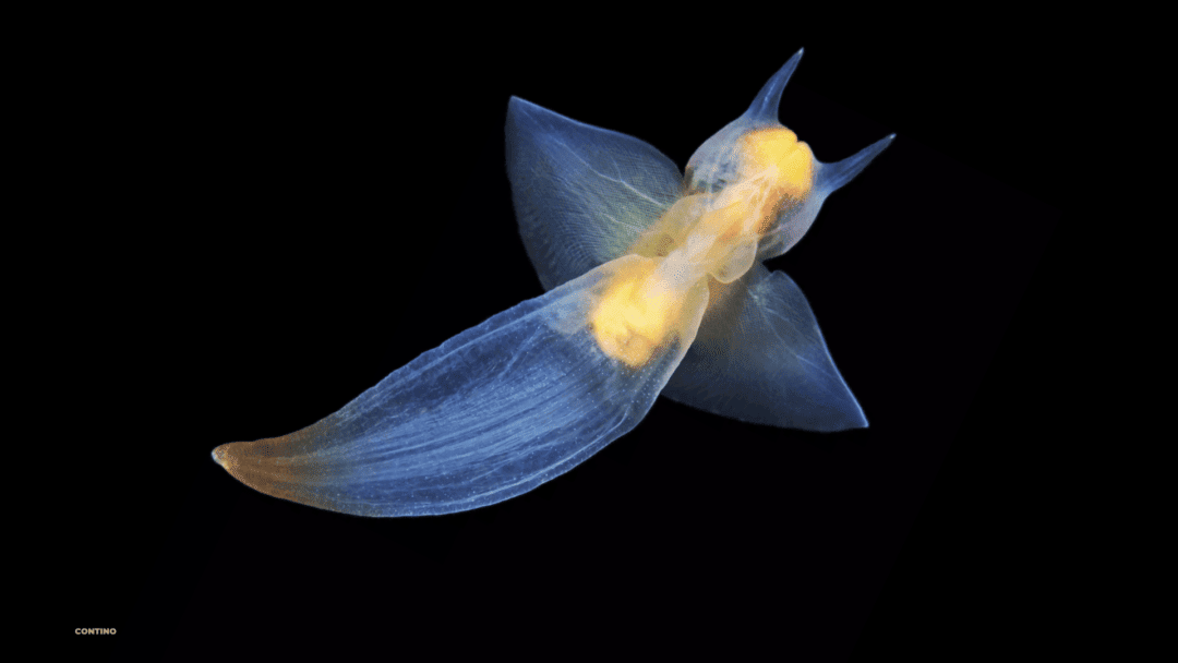 Sea Angels Are in New Jersey - Wildwood Video Archive