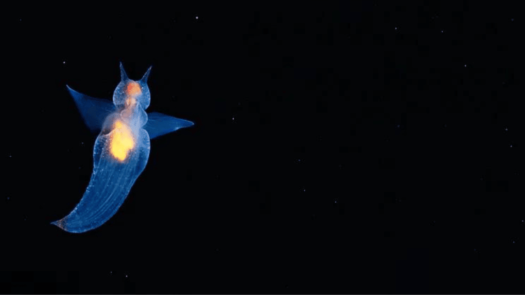 Sea Angels Are in New Jersey - Wildwood Video Archive