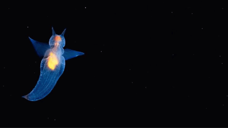 Sea Angels Are in New Jersey - Wildwood Video Archive