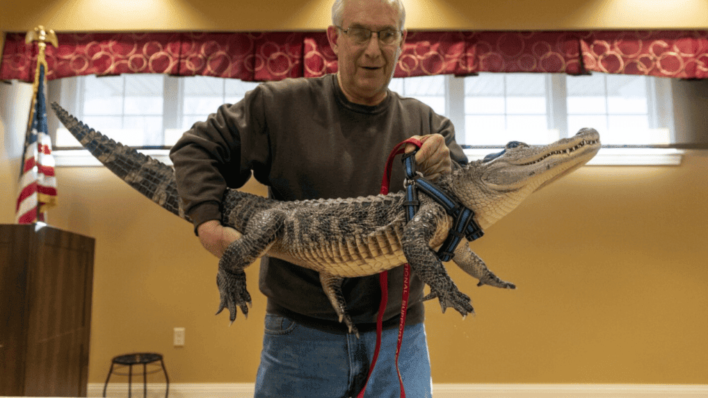 Emotional Support Alligator Denied Entry to Phillies Game - Wildwood ...
