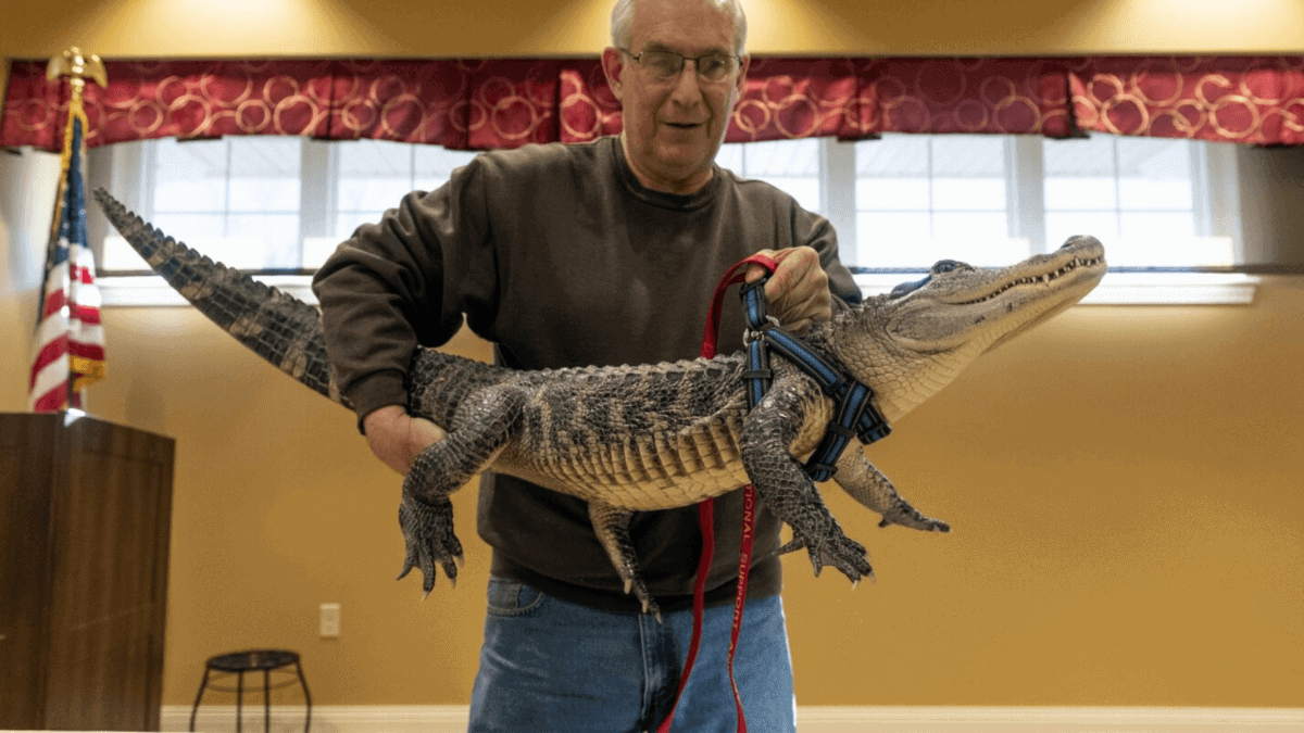 Emotional Support Alligator Denied Entry to Phillies Game - Wildwood ...