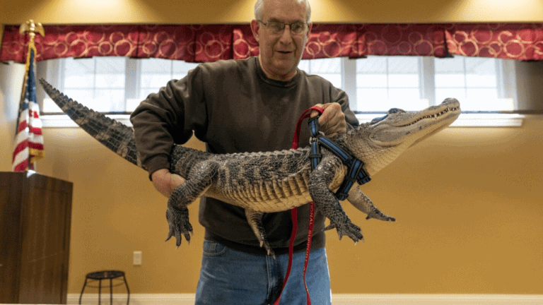 Emotional Support Alligator Denied Entry to Phillies Game - Wildwood ...