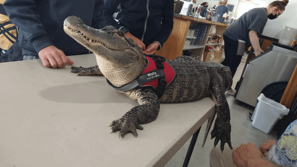 Emotional Support Alligator Denied Entry to Phillies Game - Wildwood ...