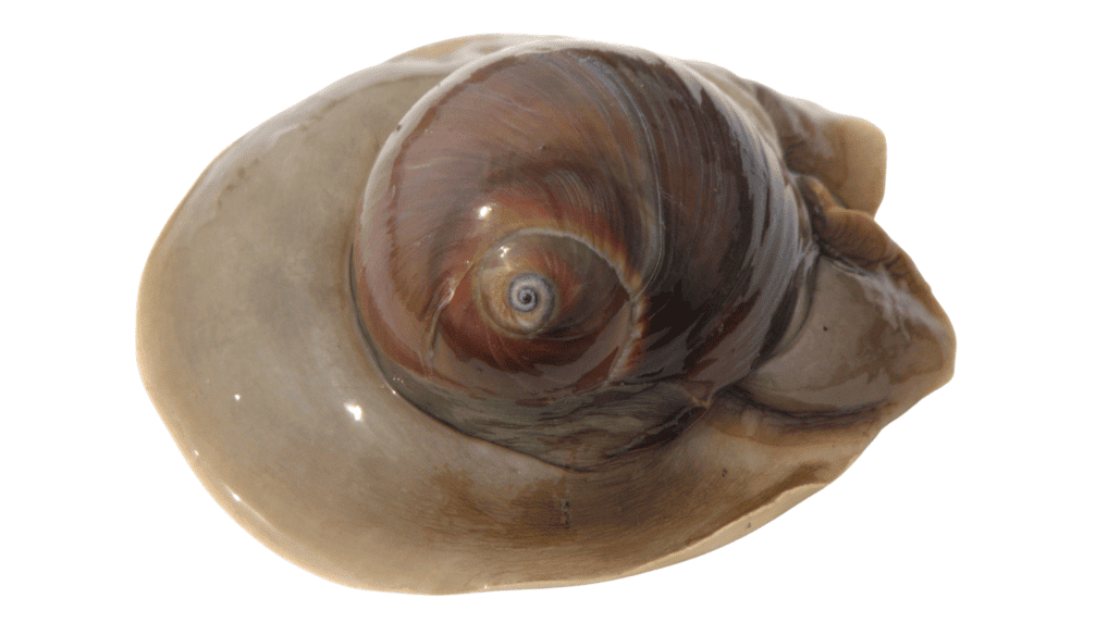 Moon Snails Shells on the Wildwood Beach! - Wildwood Video Archive