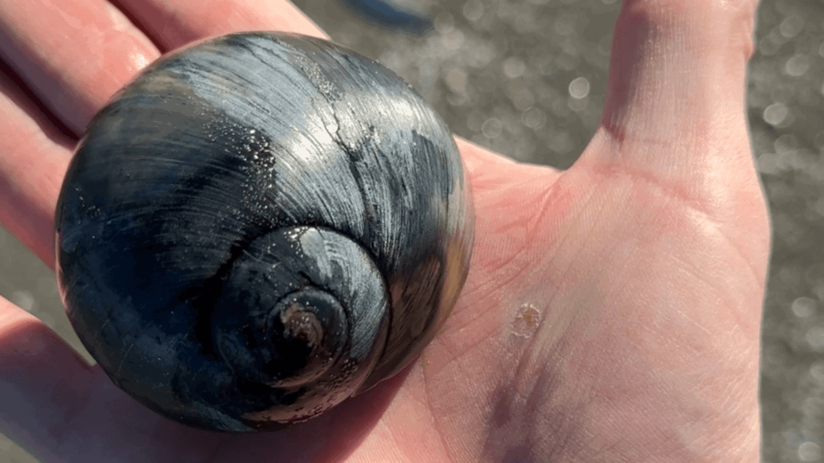 Moon Snails Shells on the Wildwood Beach! - Wildwood Video Archive