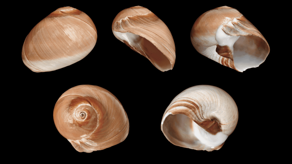 Moon Snails Shells on the Wildwood Beach! - Wildwood Video Archive