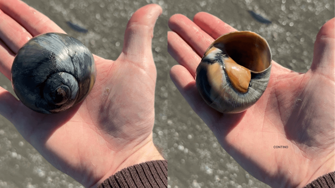 Moon Snails Shells on the Wildwood Beach! - Wildwood Video Archive