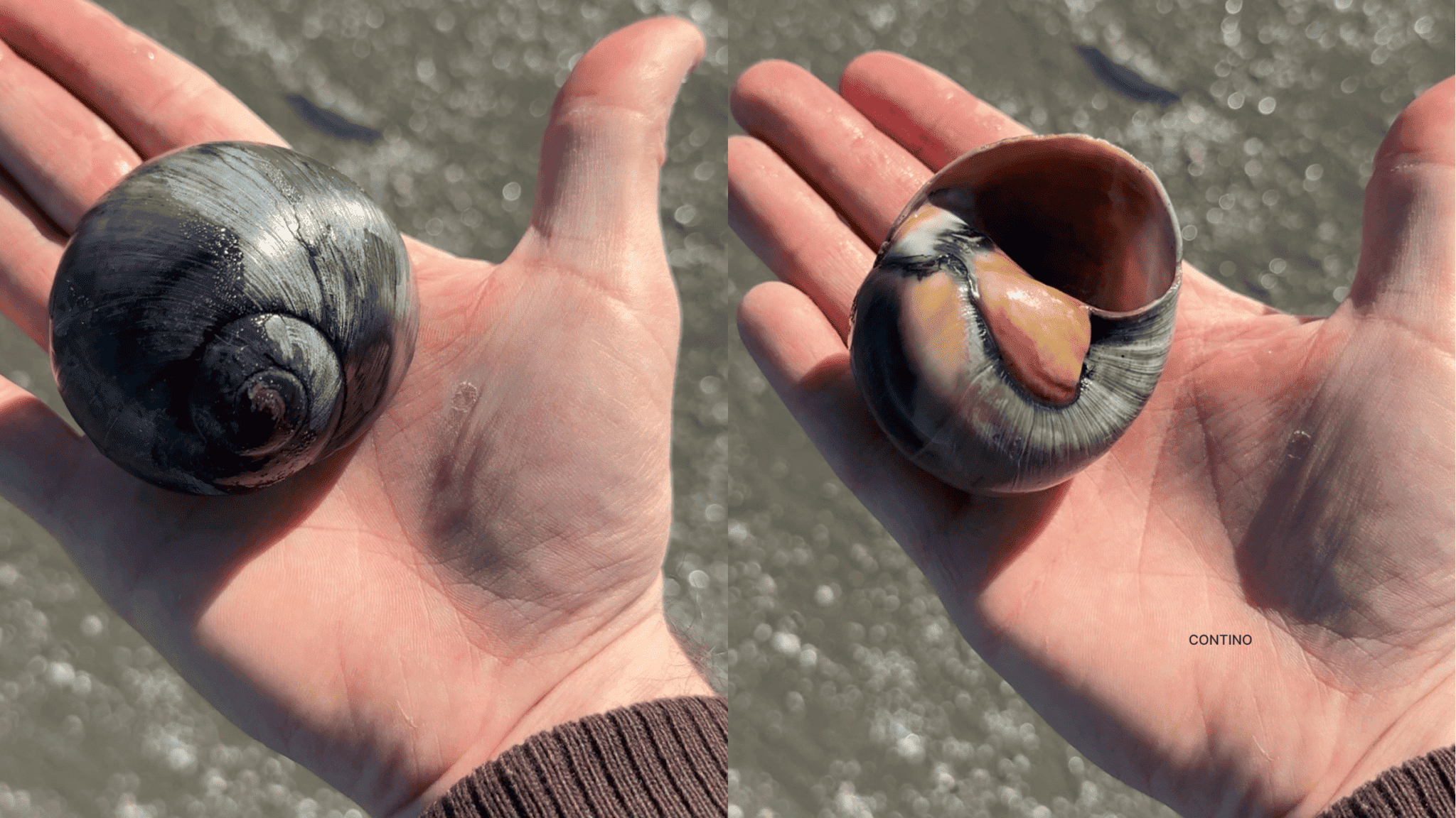 Moon Snails Shells on the Wildwood Beach! - Wildwood Video Archive