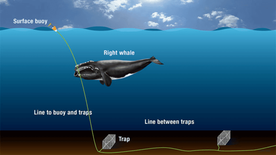 North Atlantic Right Whale Traps - Wildwood Video Archive