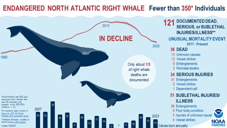 The Battle to Preserve North American Right Whales from Extinction ...