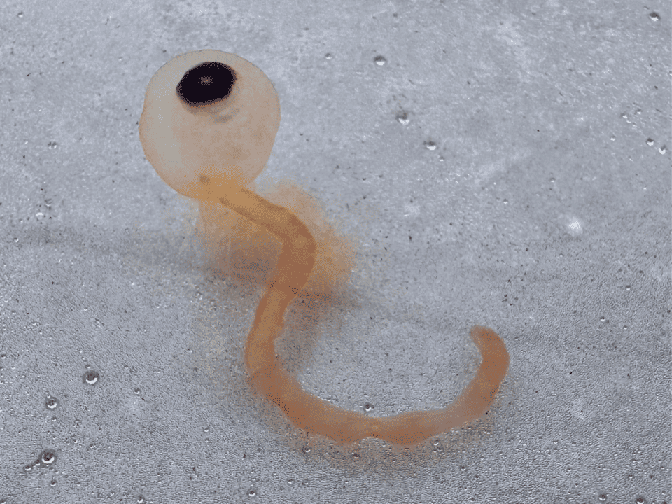 Stinging "Spaghetti Monsters" Wash Up On Texas Beaches - Wildwood Video ...