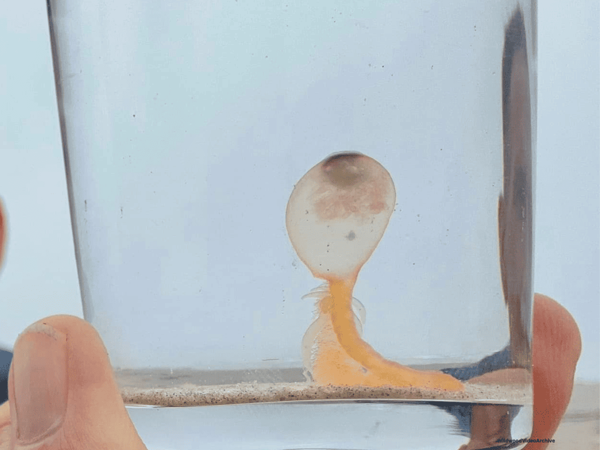 Stinging "Spaghetti Monsters" Wash Up On Texas Beaches - Wildwood Video ...