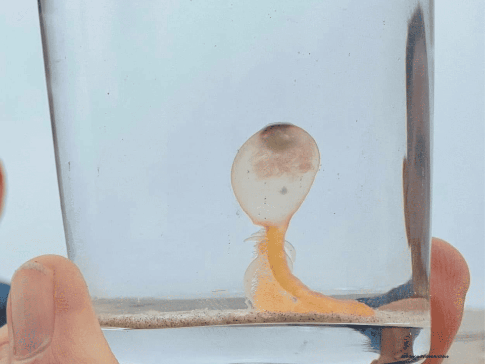 Stinging "Spaghetti Monsters" Wash Up On Texas Beaches - Wildwood Video ...