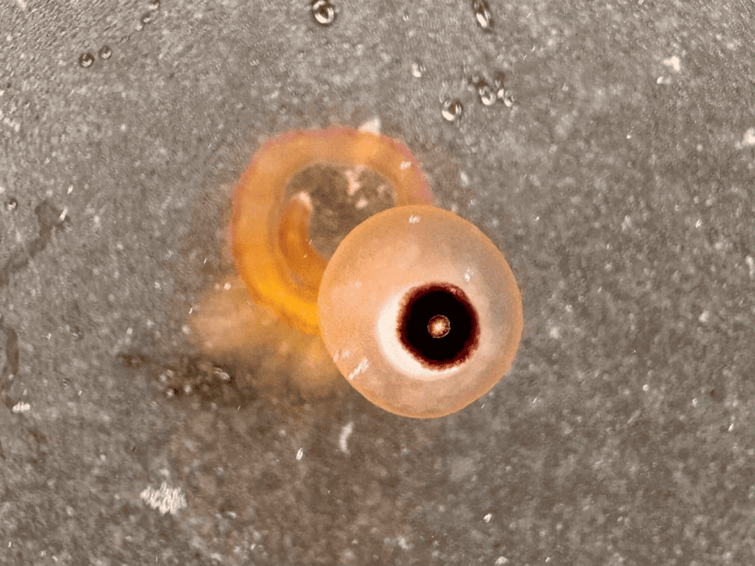 Stinging "Spaghetti Monsters" Wash Up On Texas Beaches - Wildwood Video ...