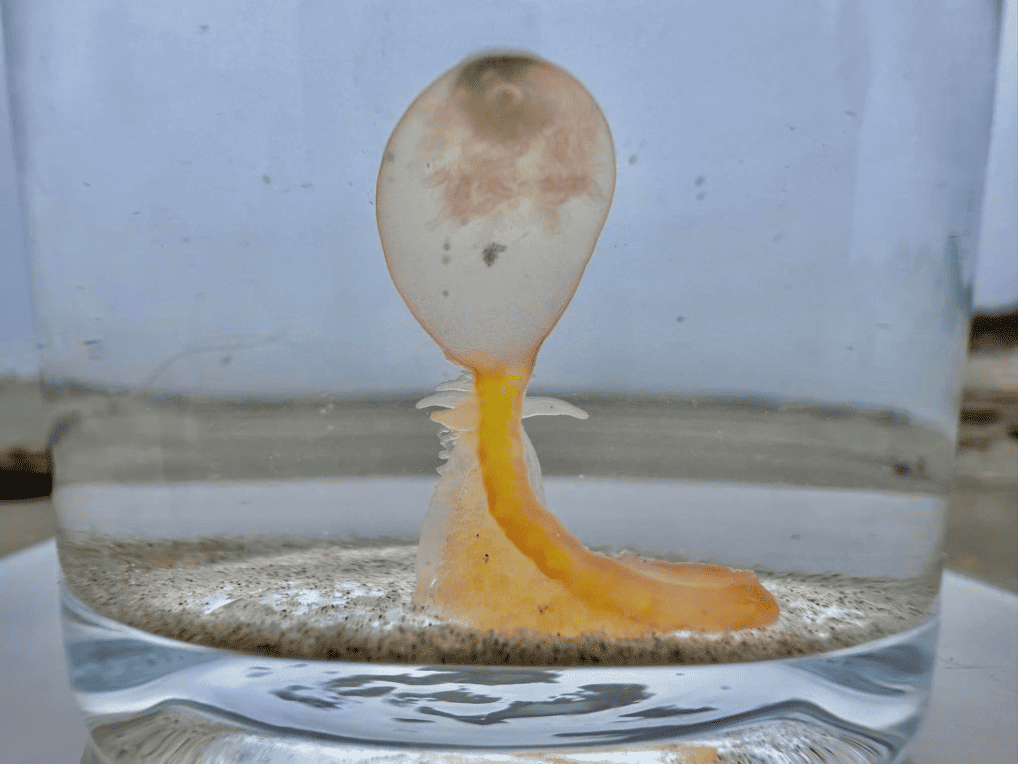 Stinging "Spaghetti Monsters" Wash Up On Texas Beaches - Wildwood Video ...