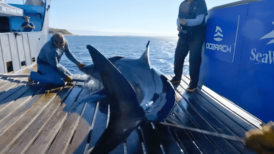 Sharks Seen Off The Coast of Cape May - Wildwood Video Archive