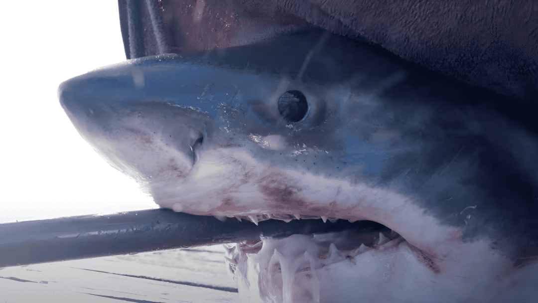 Great White Shark Tracked Off The Coast of Wildwood - Wildwood Video ...