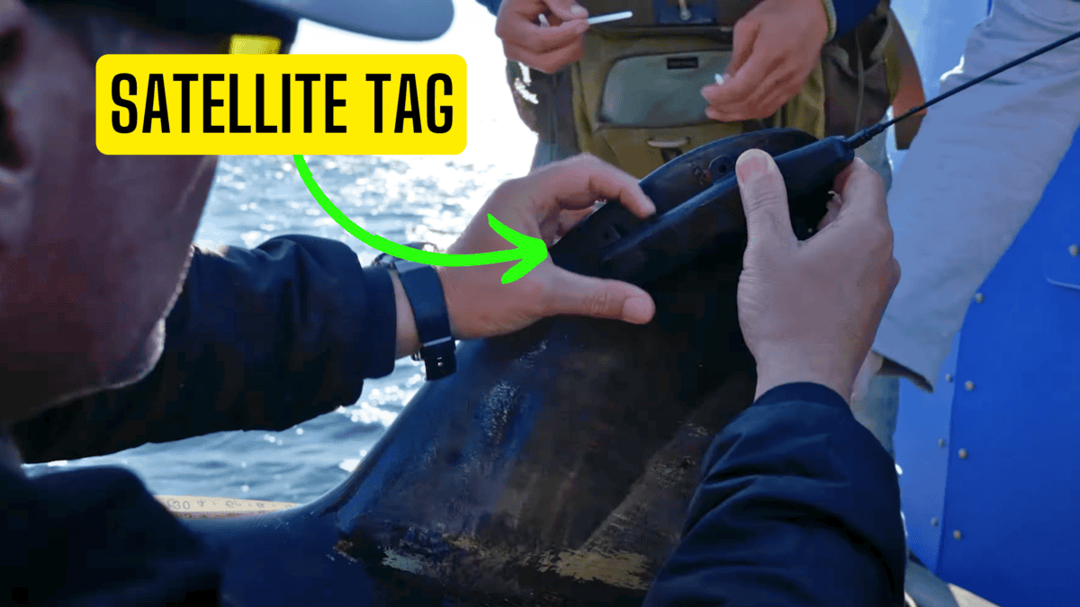 Great White Shark Tracked Off The Coast of Wildwood - Wildwood Video ...