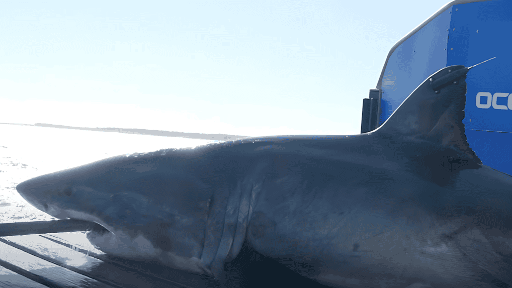 Great White Shark Tracked Off The Coast of Wildwood - Wildwood Video ...