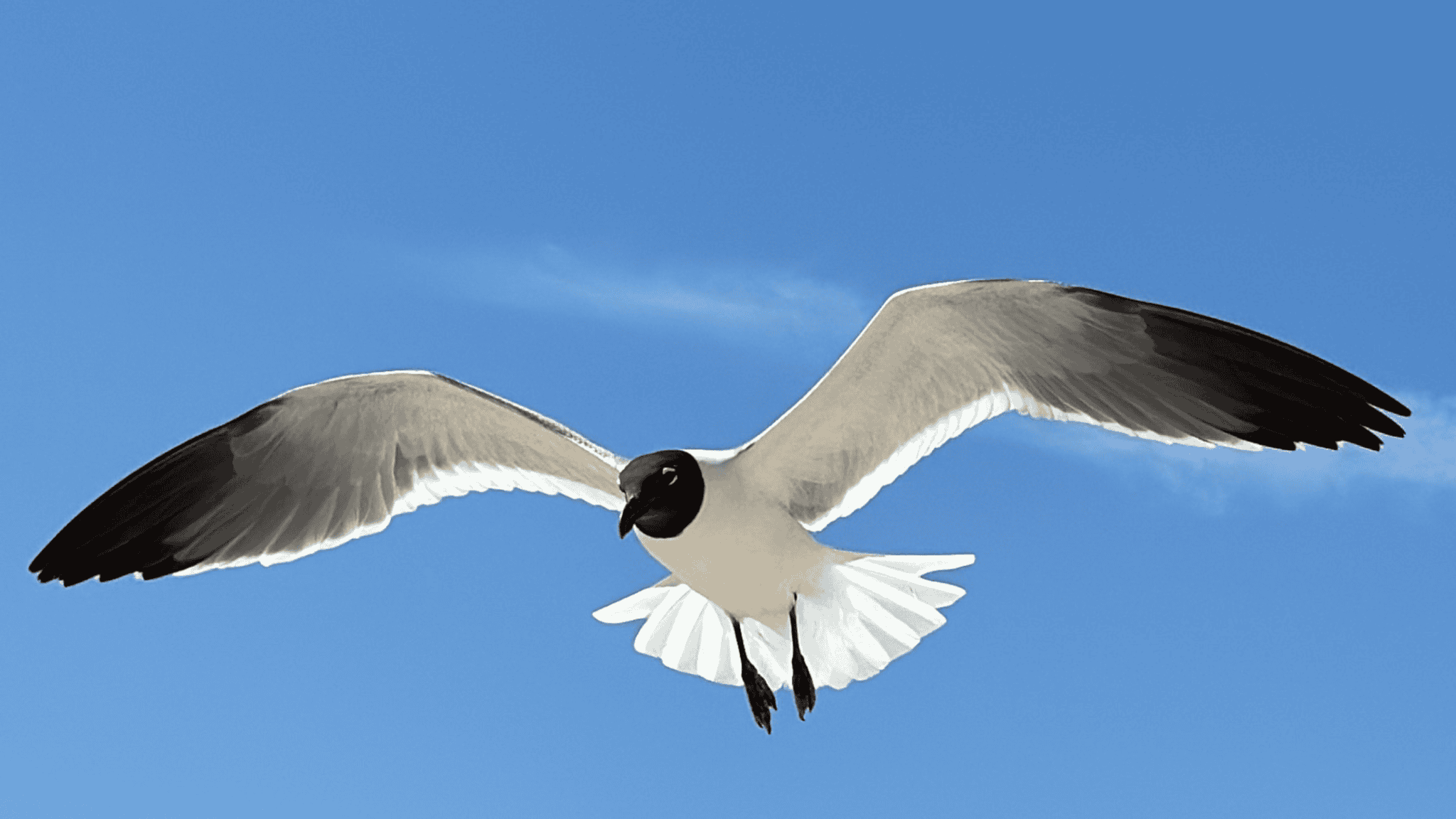 Man Accused of Decapitating Seagull on North Wildwood Beach - Wildwood ...