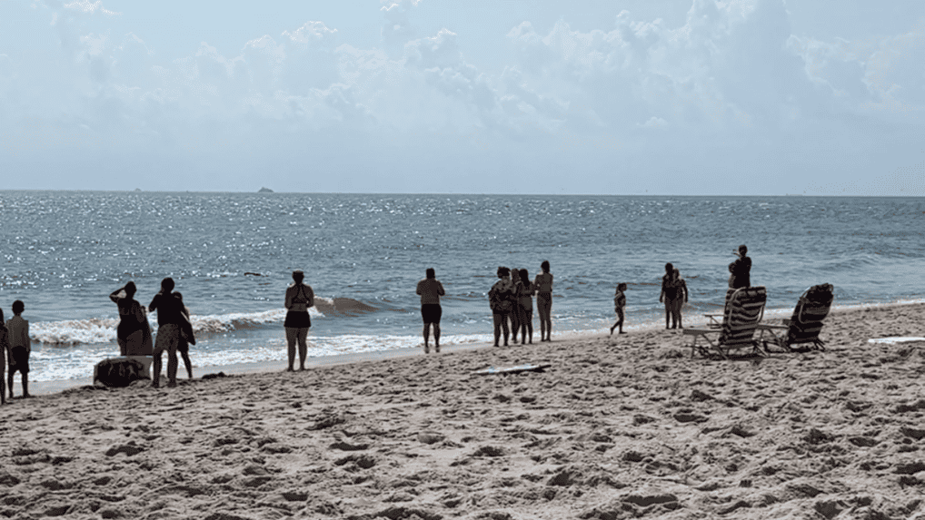 Sharks Seen Off The Coast of Cape May - Wildwood Video Archive
