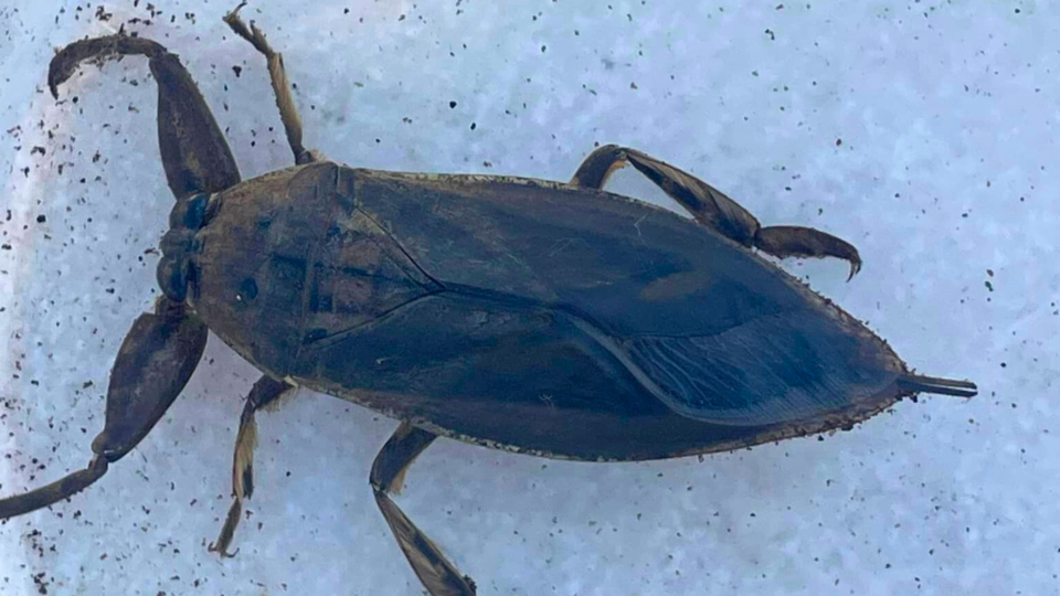 Unveiling Cape May’s Guest: The Giant Water Bug - Wildwood Video Archive