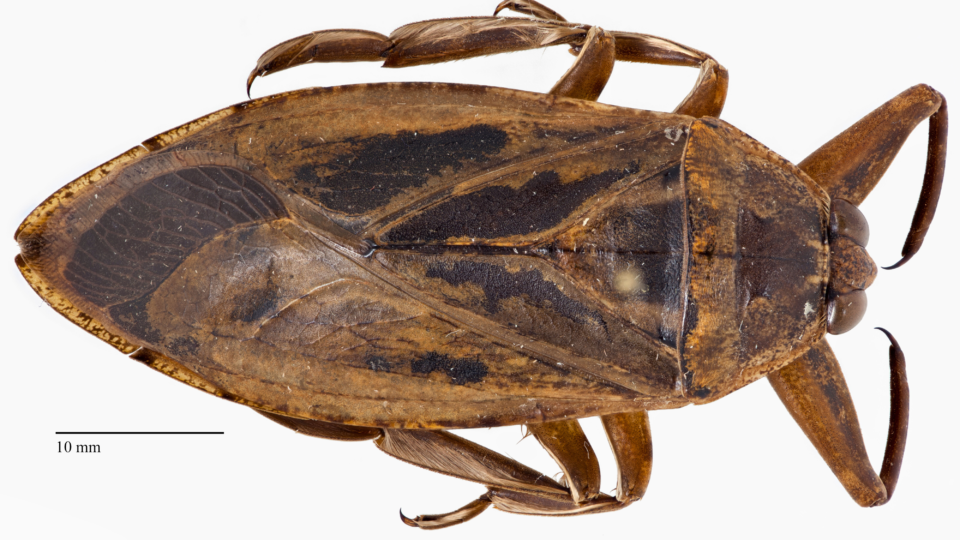 Unveiling Cape May’s Guest: The Giant Water Bug - Wildwood Video Archive