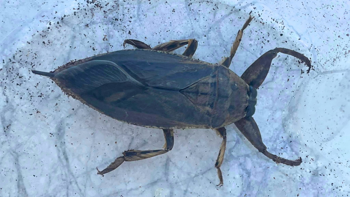 Unveiling Cape May’s Guest: The Giant Water Bug - Wildwood Video Archive