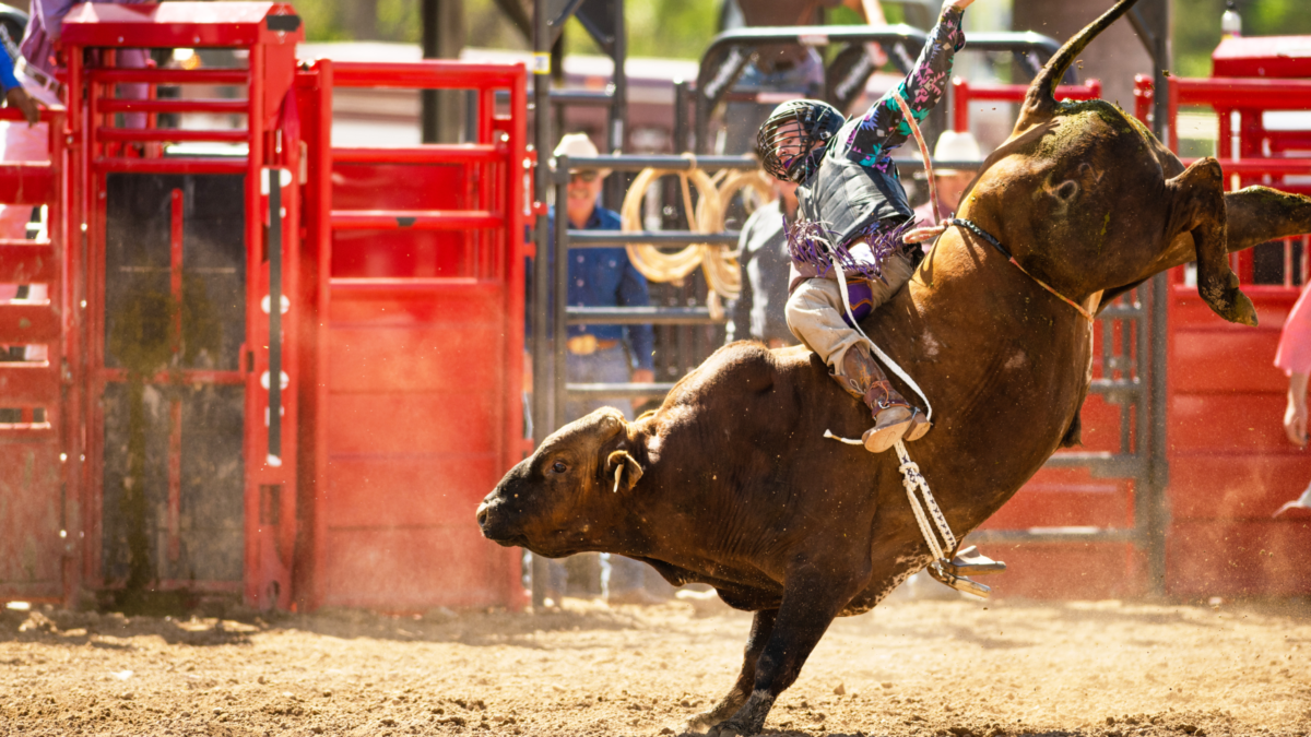 Bulls on The Beach Coming to the Wildwoods - Wildwood Video Archive
