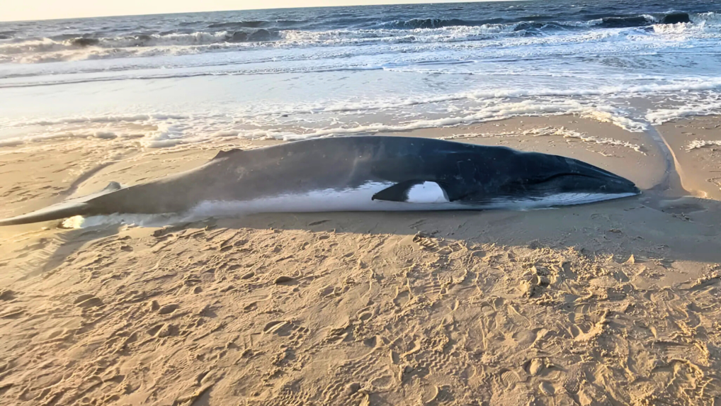 Whale Washes Up on Sunset Beach - Wildwood Video Archive