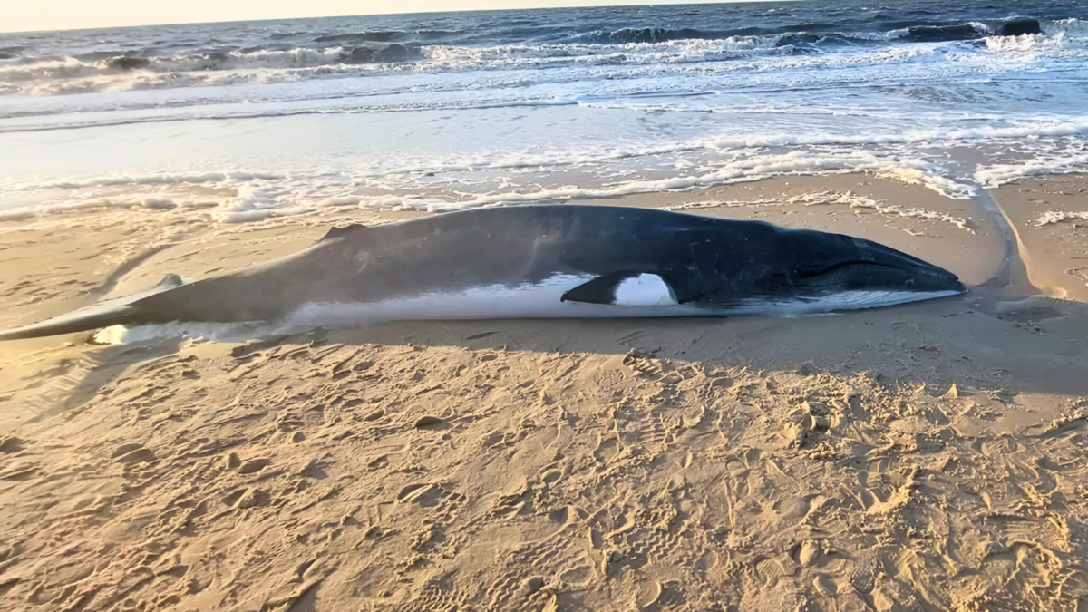 Whale Washes Up on Sunset Beach - Wildwood Video Archive