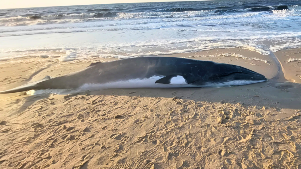 Whale Washes Up on Sunset Beach - Wildwood Video Archive