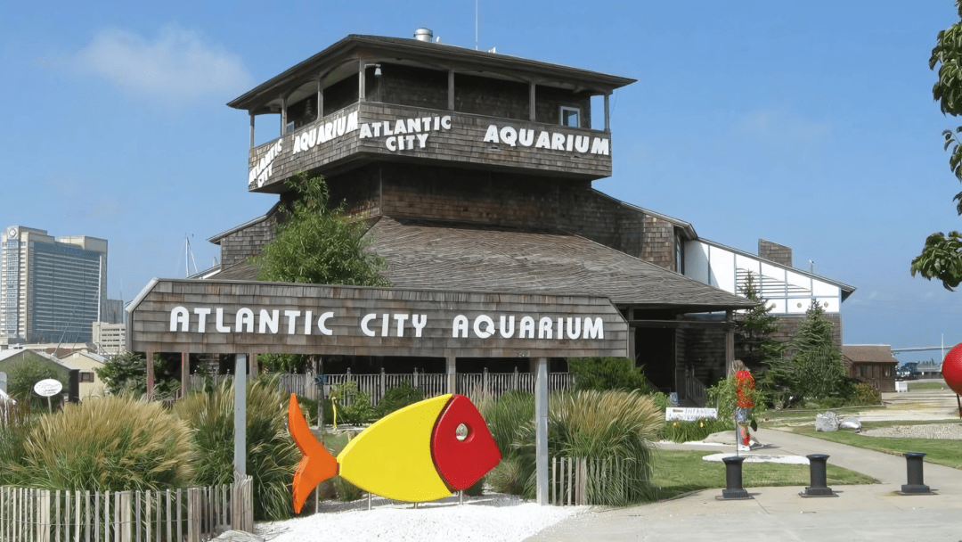 Atlantic City Aquarium to Officially Reopen This Spring - Wildwood ...